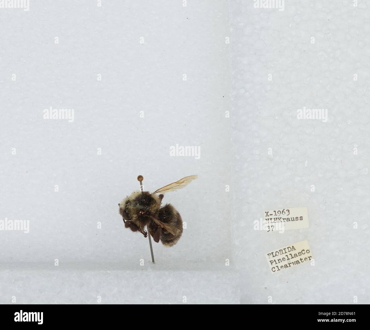 Clearwater, Pinellas, Florida, United States, Bombus (Psithyrus ...