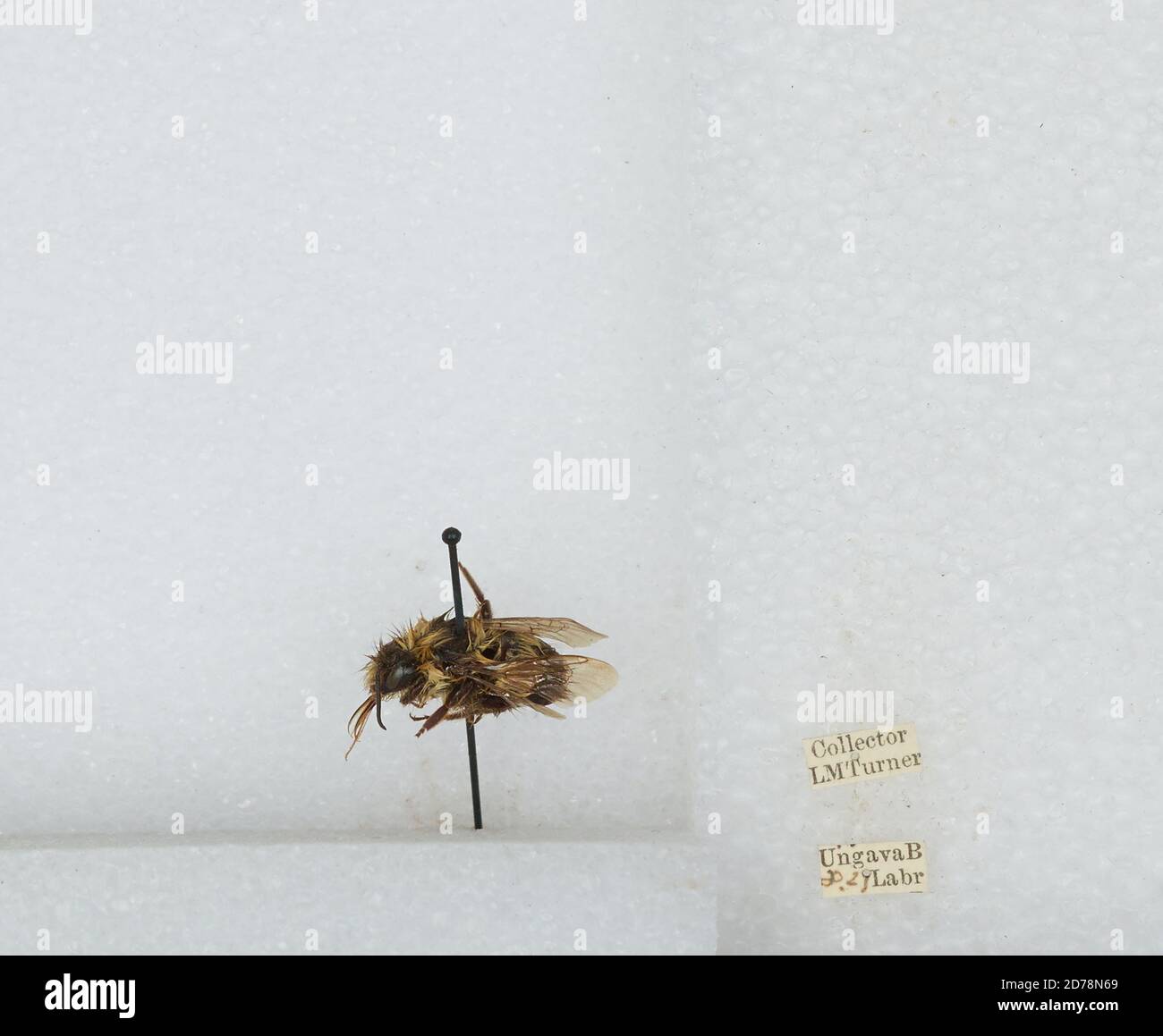Ungava Bay, Newfoundland and Labrador, Canada, Bombus sp., Animalia ...