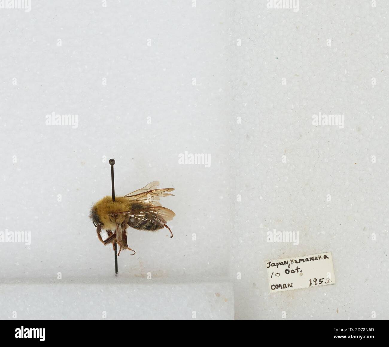 Yamanaka, Japan, Bombus sp., Animalia, Arthropoda, Insecta, Hymenoptera ...