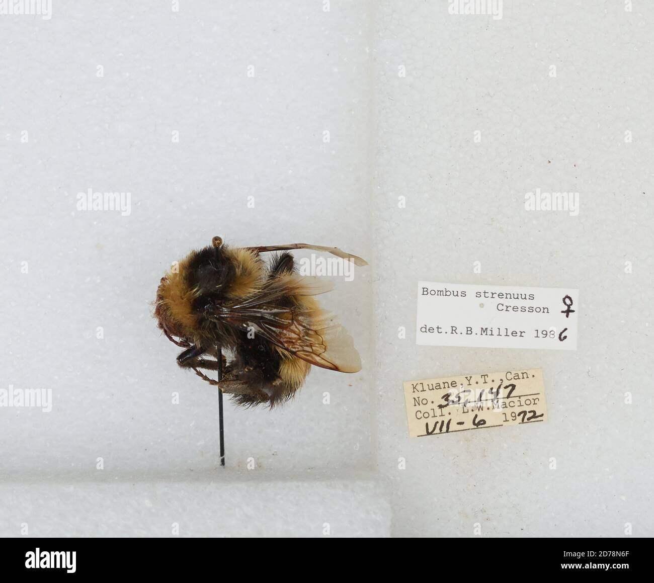 Kluane, Yukon Territory, Canada, Bombus (Alpinobombus) neoboreus Sladen ...