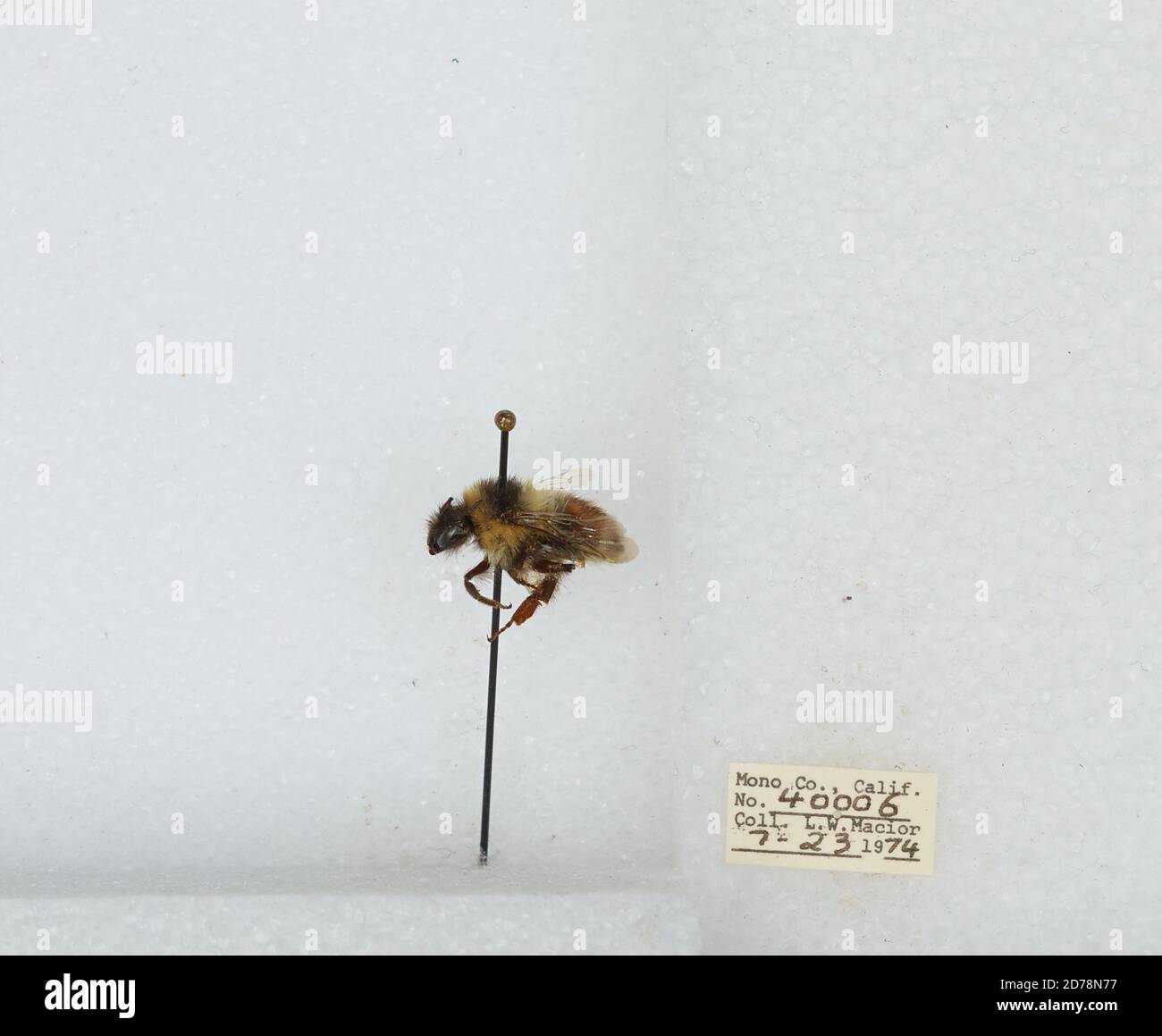 Mono, California, United States, Bombus (Cullumanobombus) rufocinctus ...