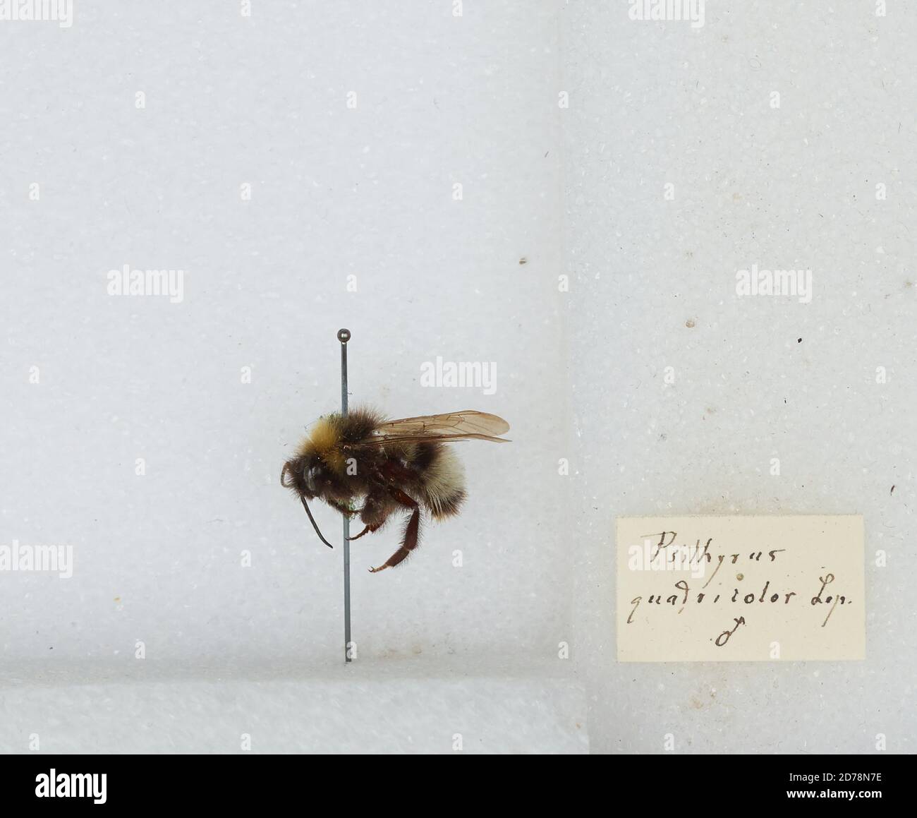 Bombus (Psithyrus) sylvestris (Lepeletier), Animalia, Arthropoda ...