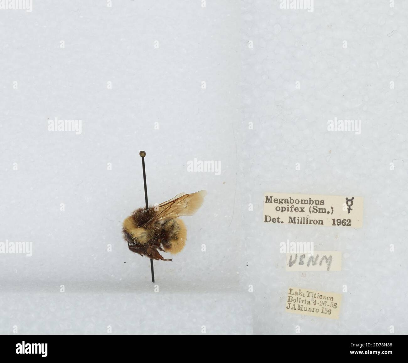 Lake Titicaca, Bolivia, Bombus (Megabombus) opifex Smith, Animalia ...