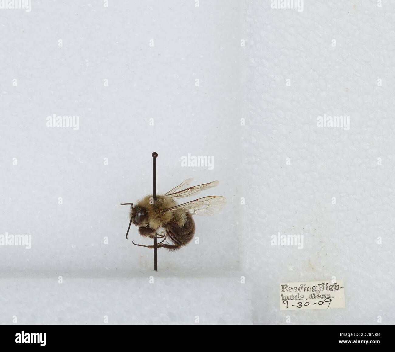Reading Highlands, Middlesex, Massachusetts, United States, Bombus sp ...