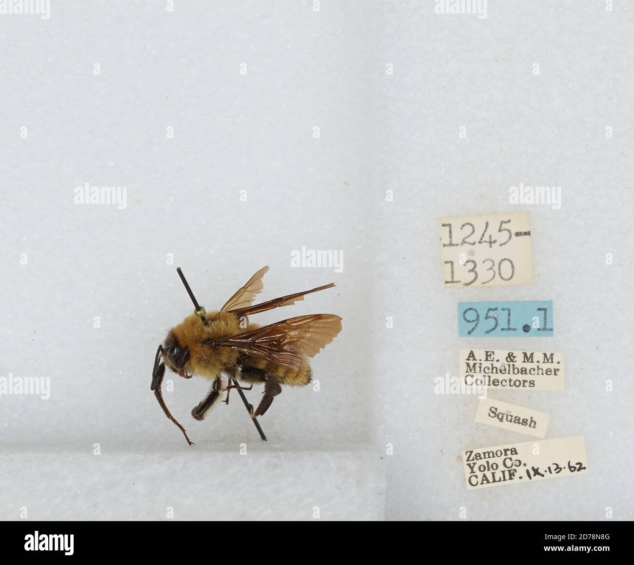 Zamora, Yolo, California, United States, Bombus sp., Animalia ...
