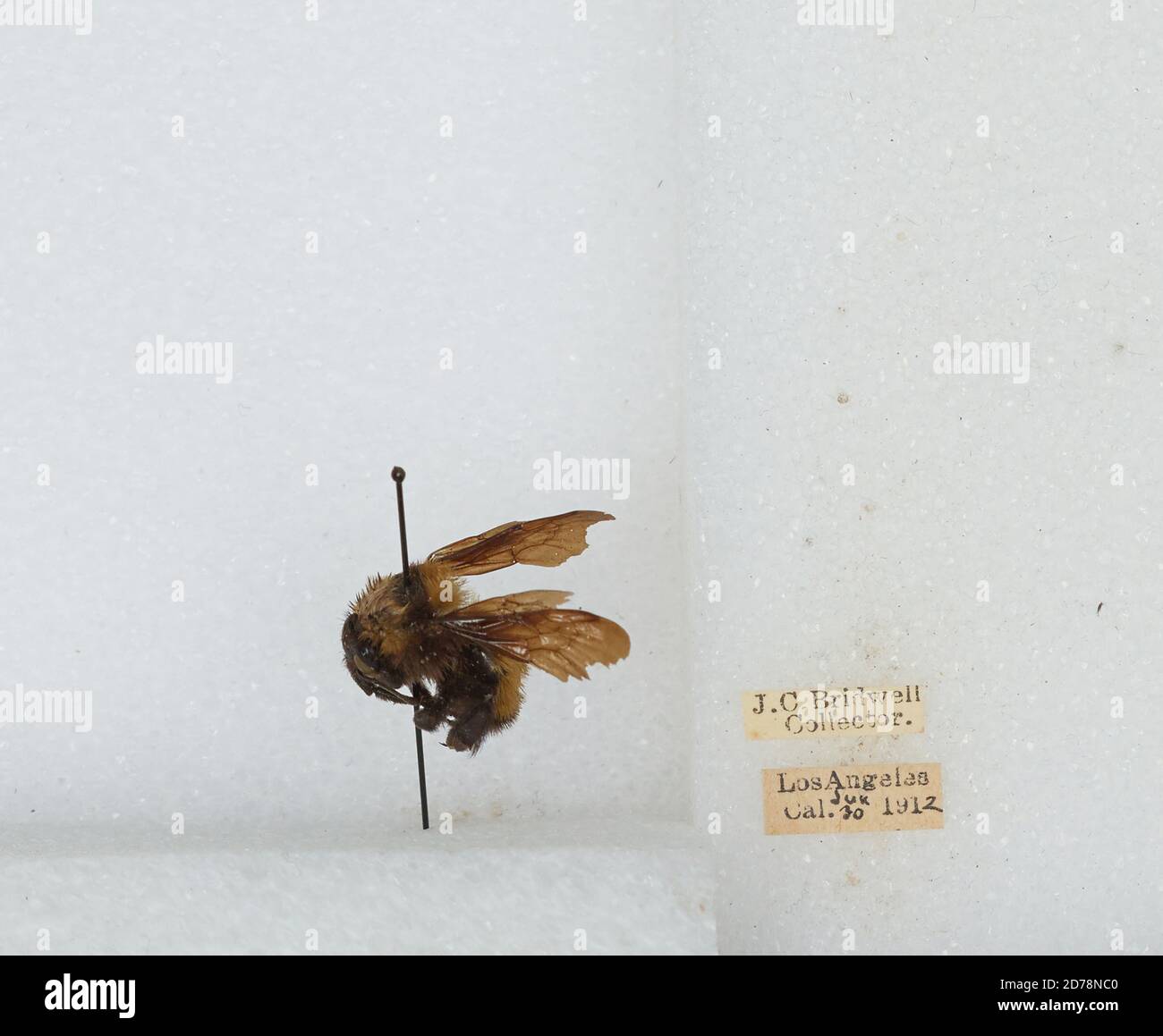 Los Angeles, California, United States, Bombus (Fervidobombus ...