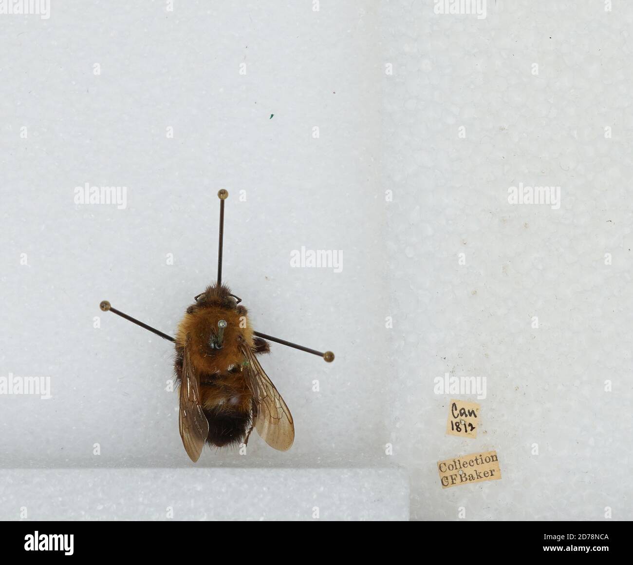 Canada, Bombus sp., Animalia, Arthropoda, Insecta, Hymenoptera, Apidae ...