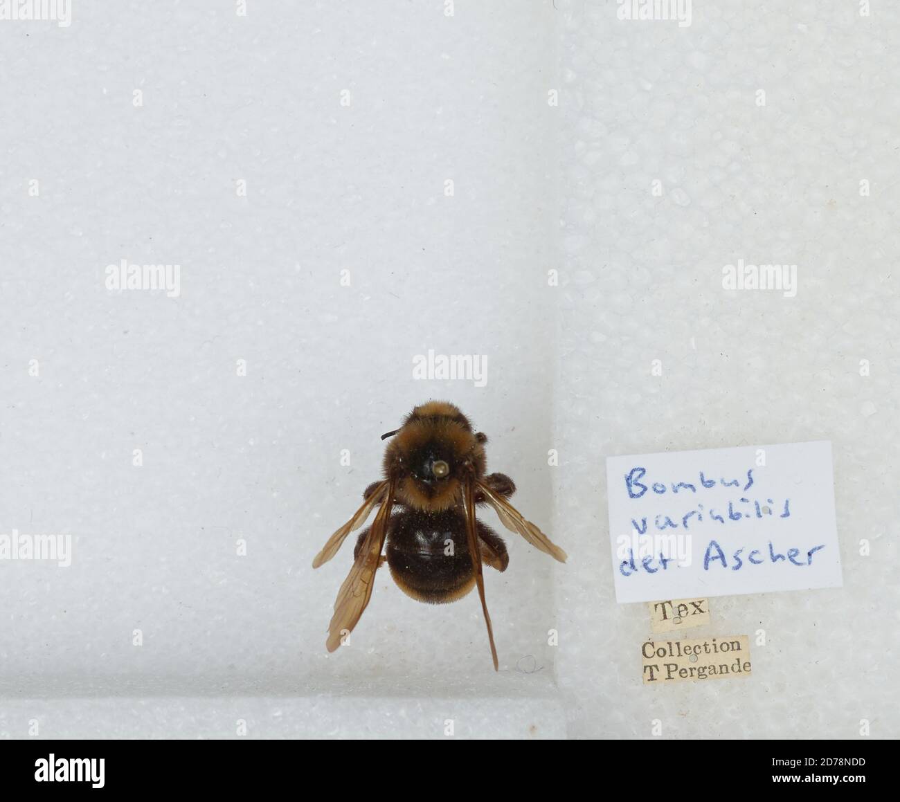 Texas, United States, Bombus (Psithyrus) variabilis (Cresson), Animalia ...