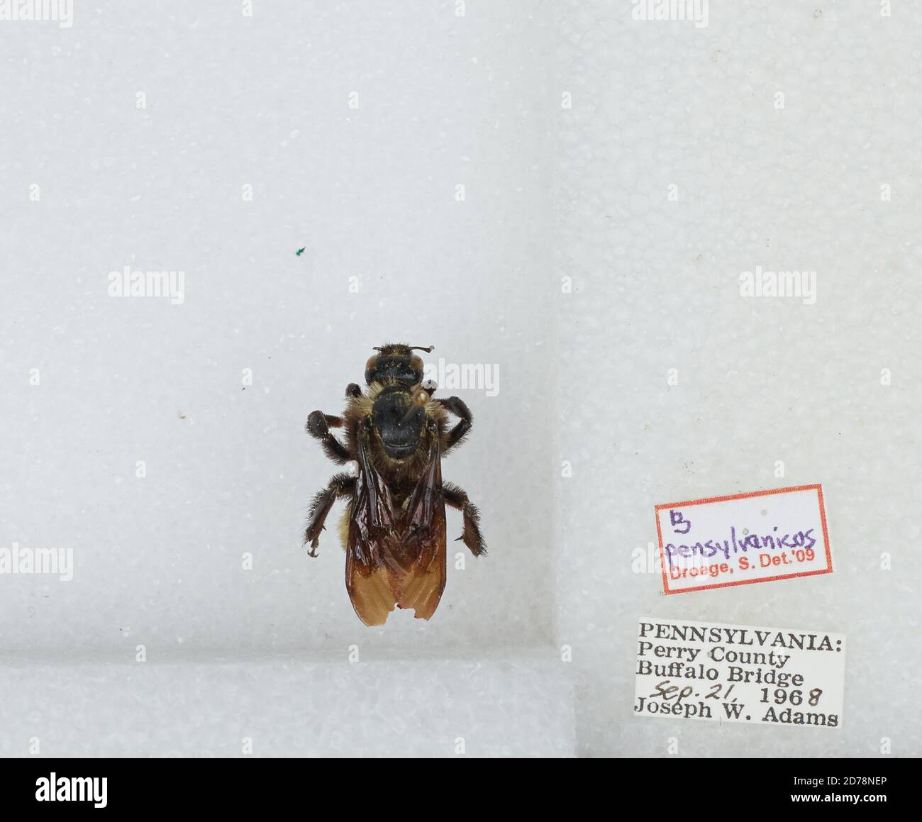 Buffalo Bridge, Perry, Pennsylvania, United States, Bombus ...
