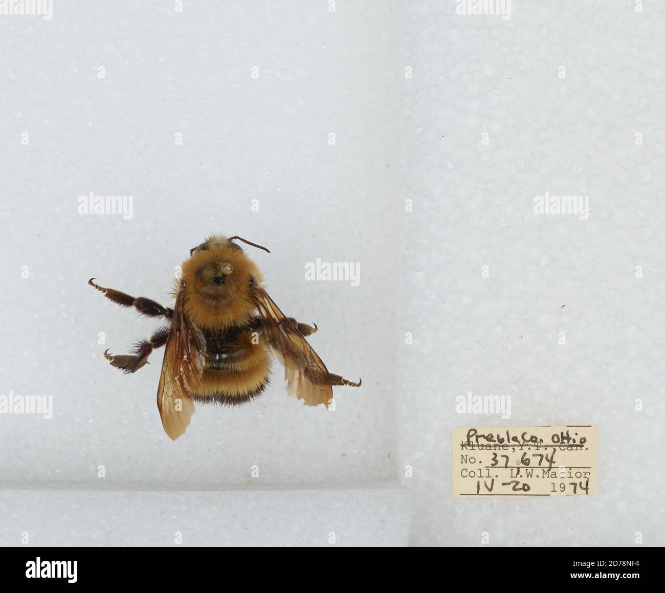Preble, Ohio, United States, Bombus (Pyrobombus) perplexus Cresson ...