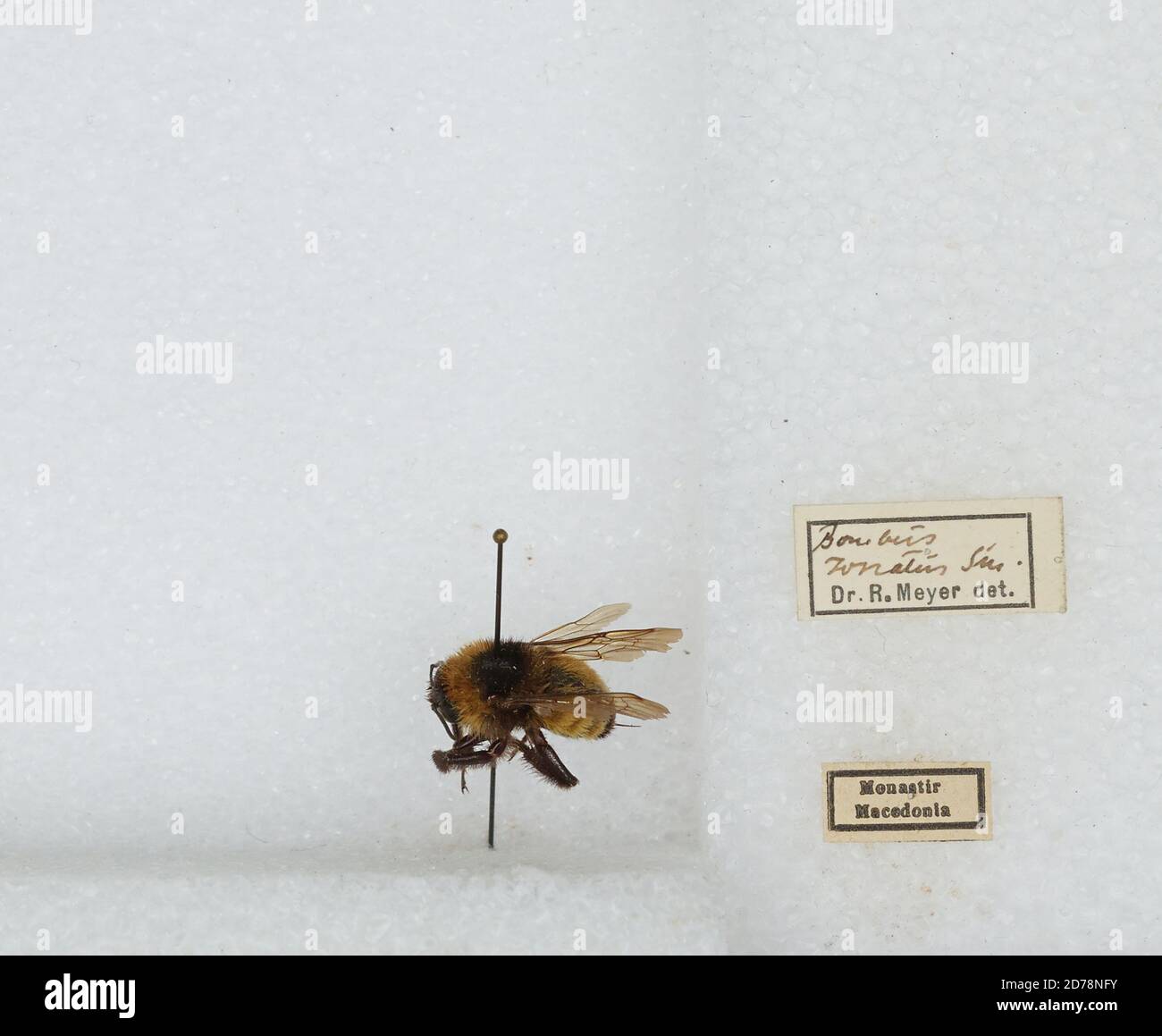 Bitola, Macedonia, Bombus (Thoracobombus) zonatus Smith, Animalia ...