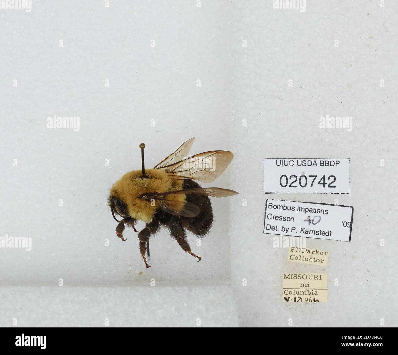 Columbia, Boone, Missouri, United States, Bombus sp., Animalia ...