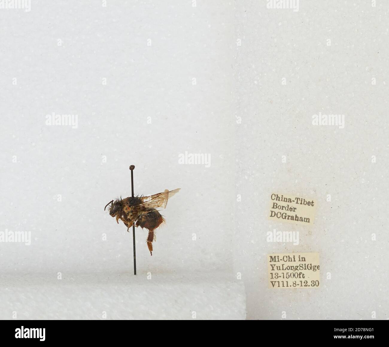 China-Tibet Border, Mi-Chi in Yu Long Si Gorge, China, Bombus sp ...