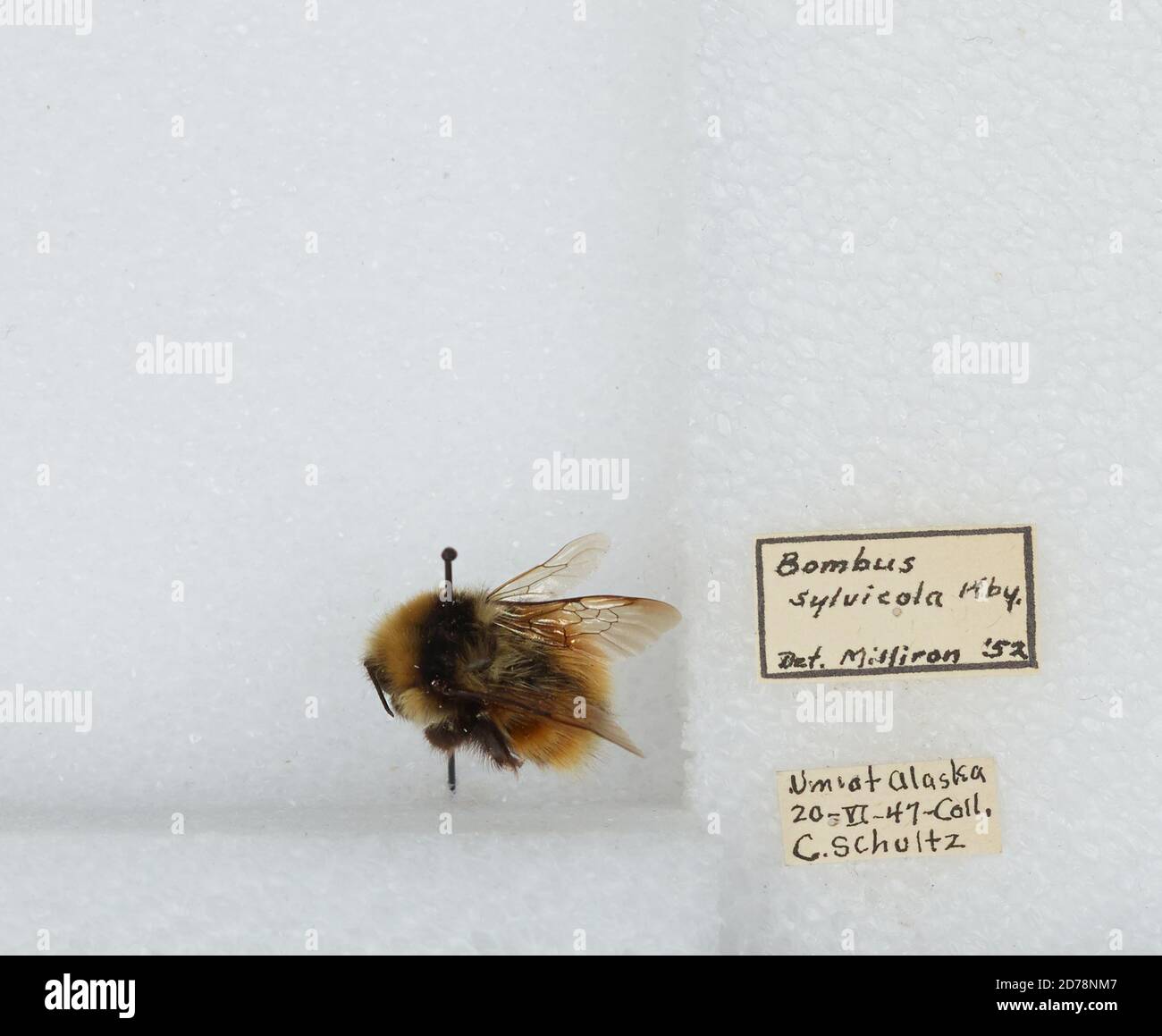 Umiat, North Slope, Alaska, United States, Bombus (Pyrobombus ...