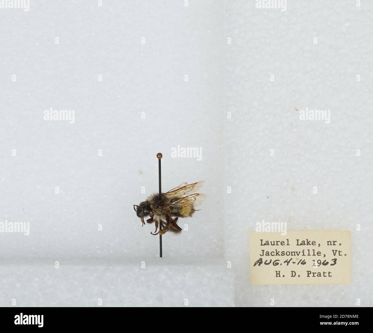 Laurel Lake near Jacksonville, Windham, Vermont, United States, Bombus ...