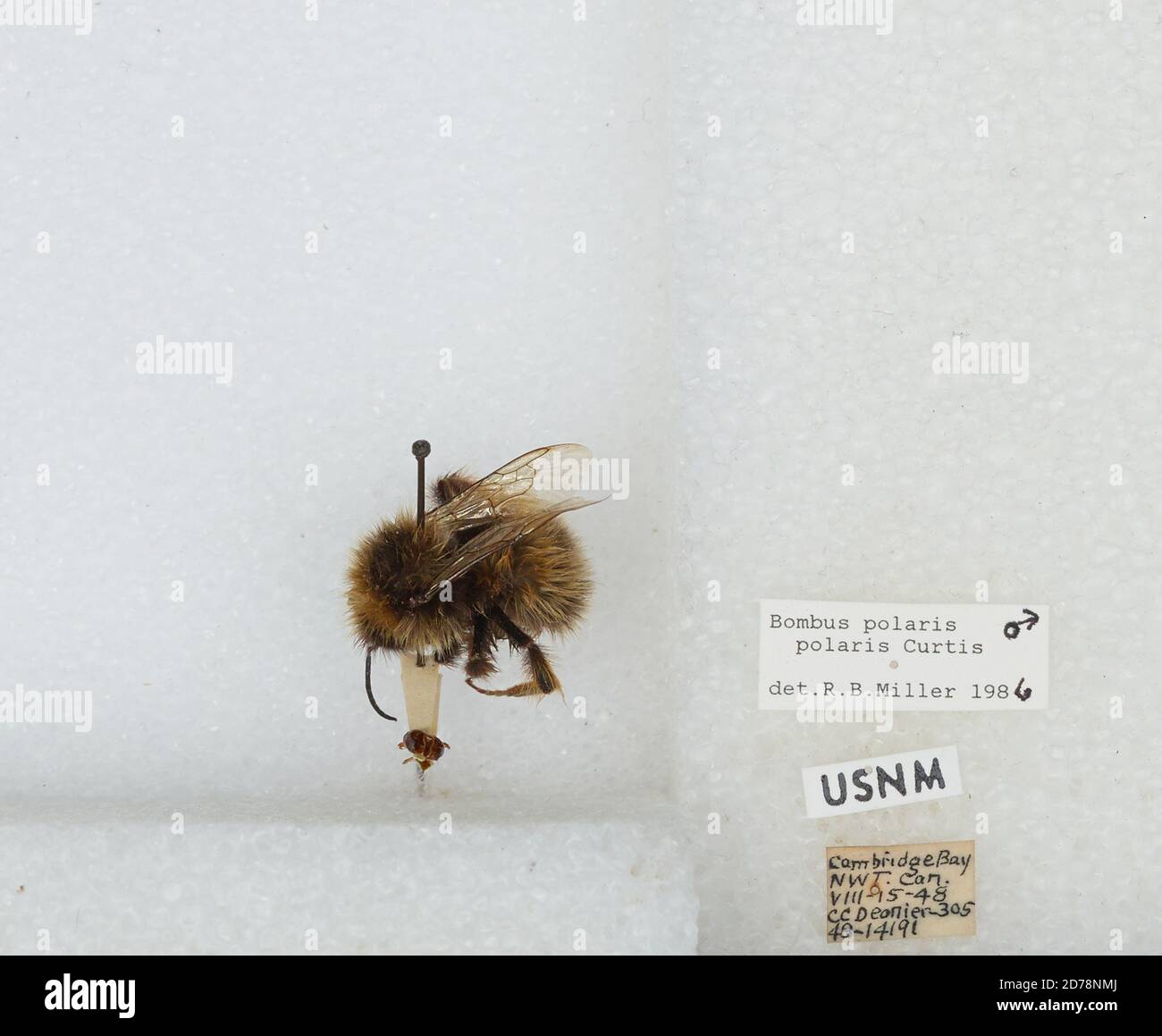 Cambridge Bay, Nunavut Territory, Kitikmeot Region, Northwest ...