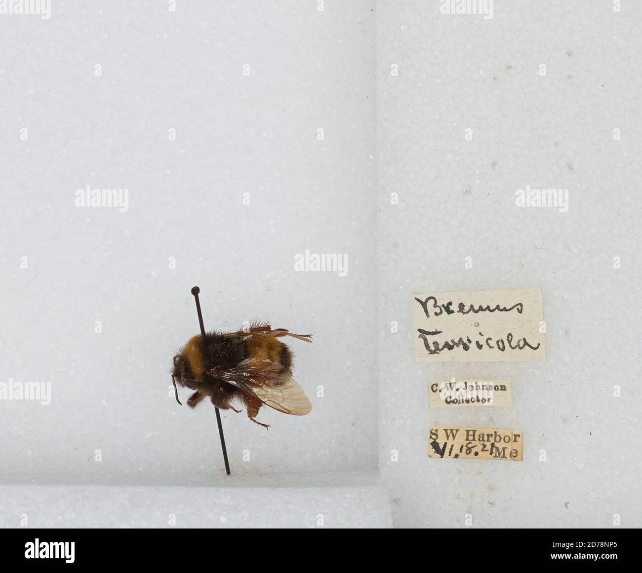 Southwest Harbor, Hancock, Maine, United States, Bombus (Bombus ...