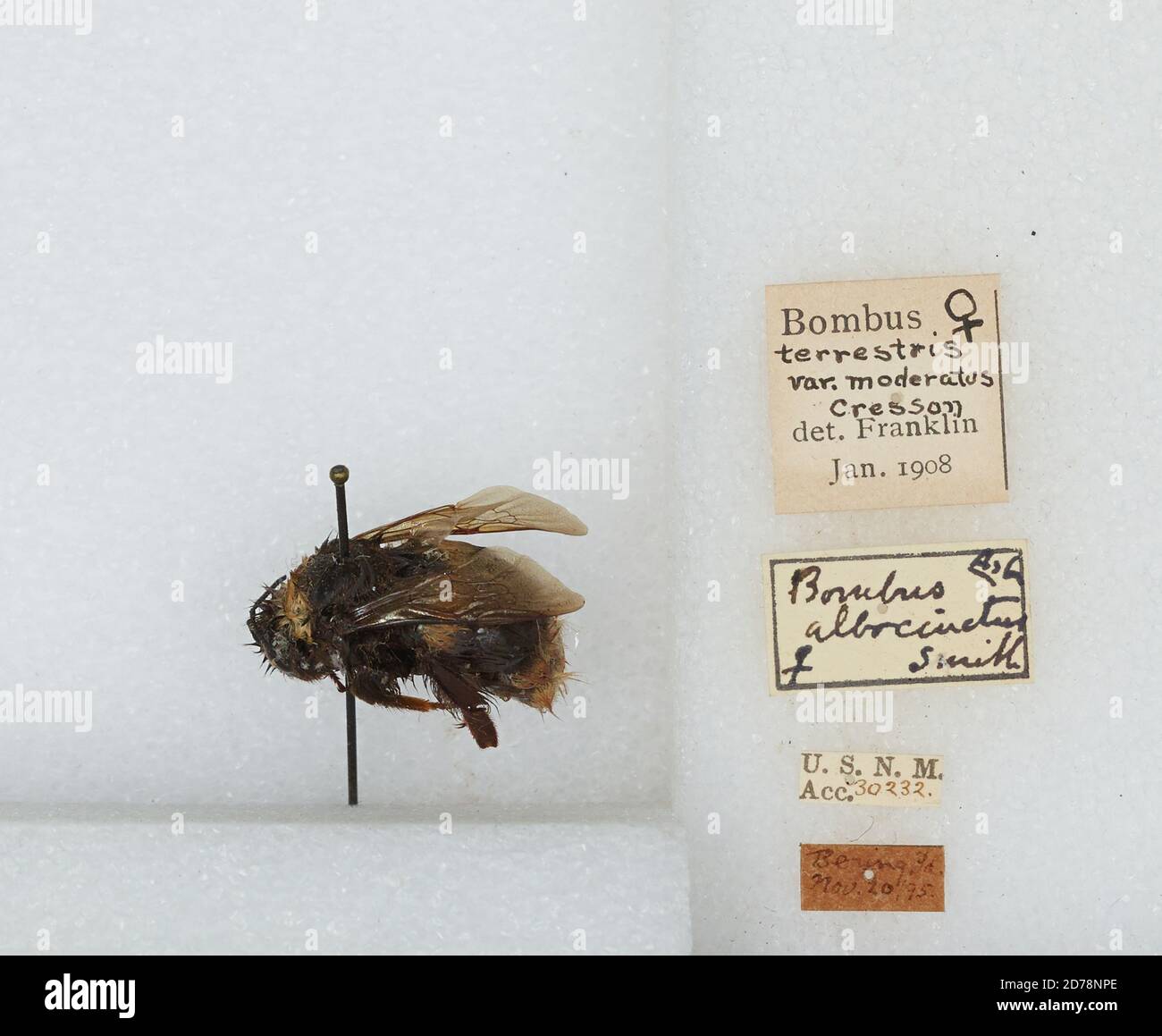 Bombus (Bombus) patagiatus Nylander, Animalia, Arthropoda, Insecta ...