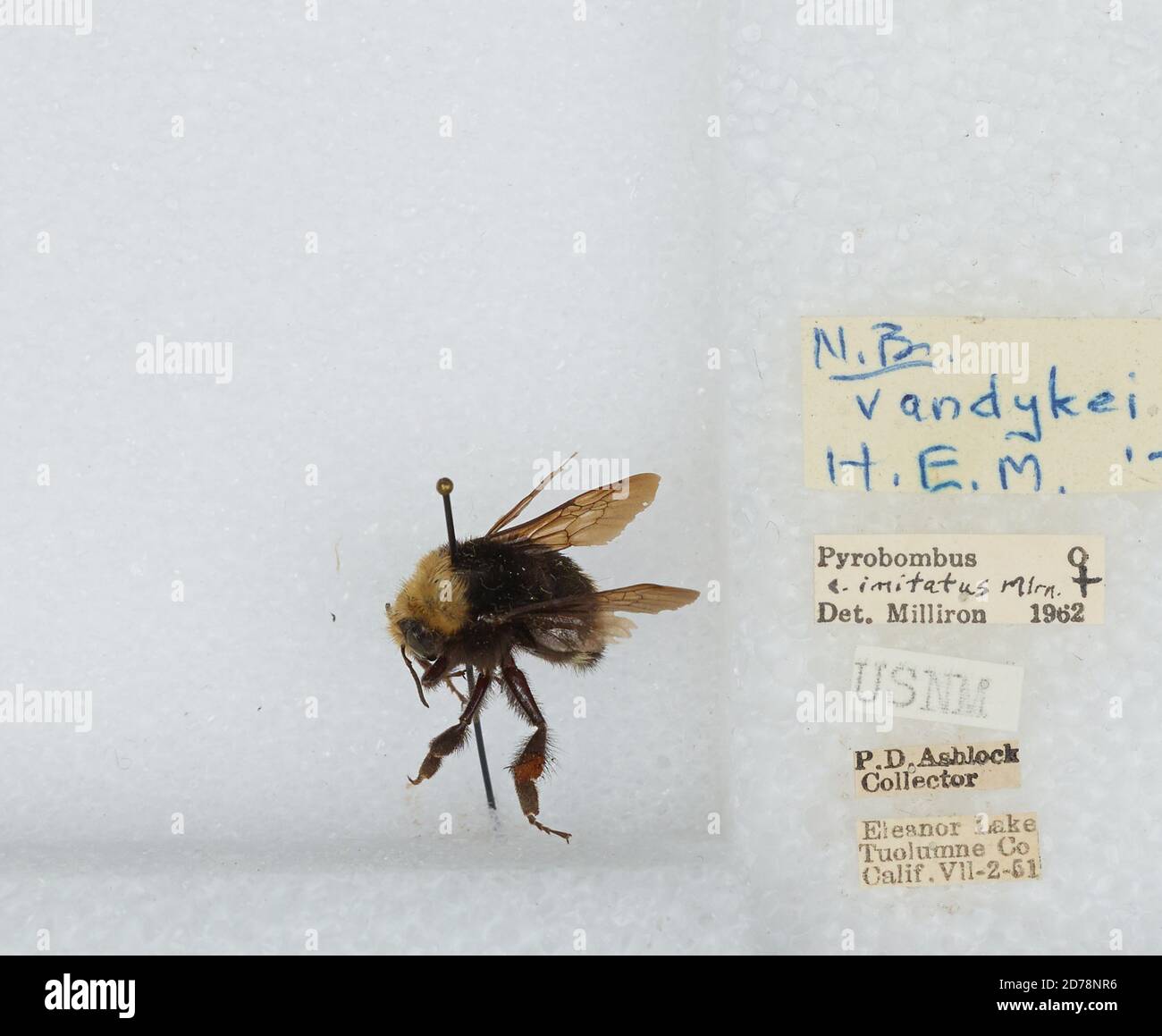 Eleanor Lake, Tuolumne, California, United States, Bombus (Pyrobombus ...