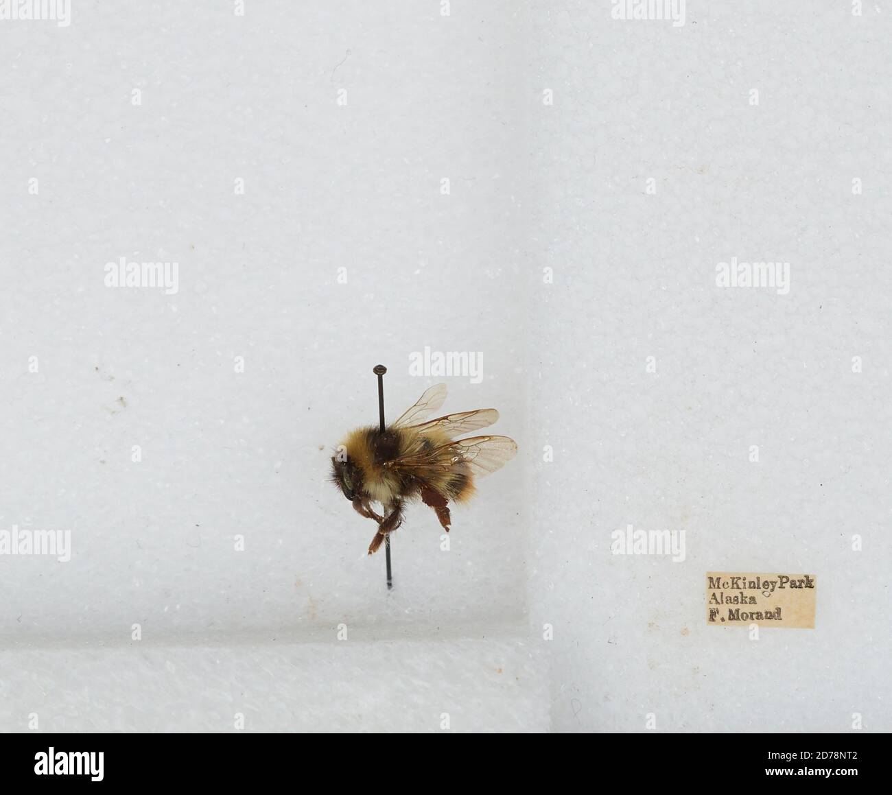 McKinley Park, Denali, Alaska, United States, Bombus sp., Animalia ...