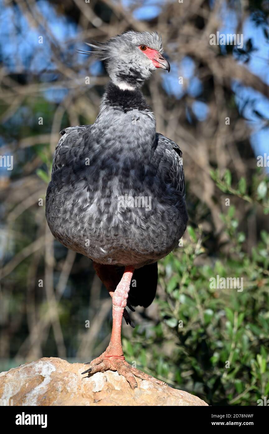 Southern screamer hi-res stock photography and images - Alamy