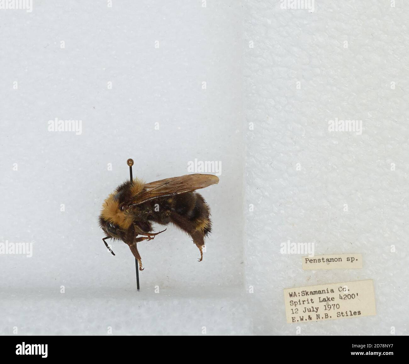 Spirit Lake, Skamania, Washington, United States, Bombus (Psithyrus ...