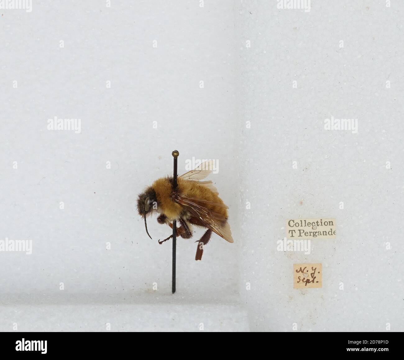New York, United States, Bombus sp., Animalia, Arthropoda, Insecta ...