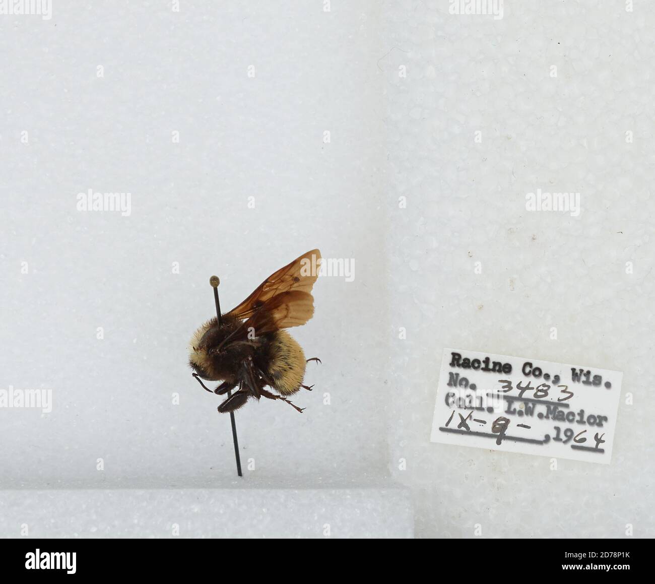 Racine, Wisconsin, United States, Bombus (Fervidobombus) pensylvanicus ...