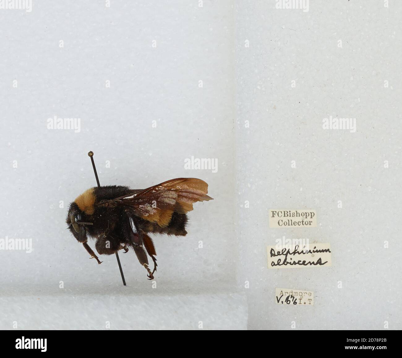United States, Bombus (Fervidobombus) pensylvanicus pensylvanicus (De ...