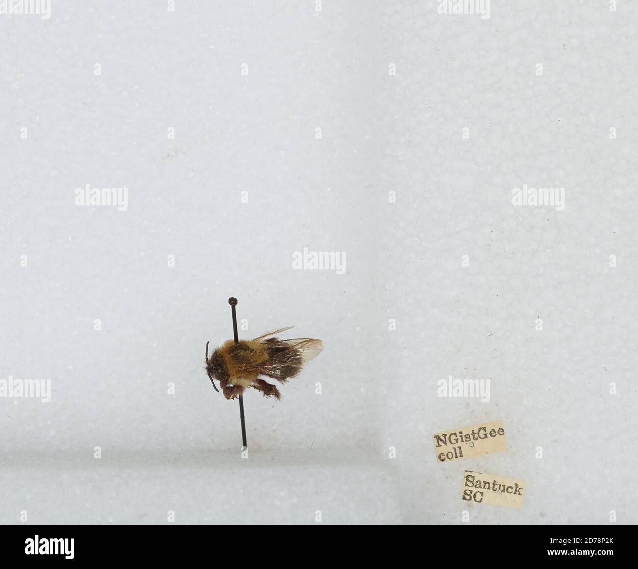 Santuck, Union, South Carolina, United States, Bombus sp., Animalia ...