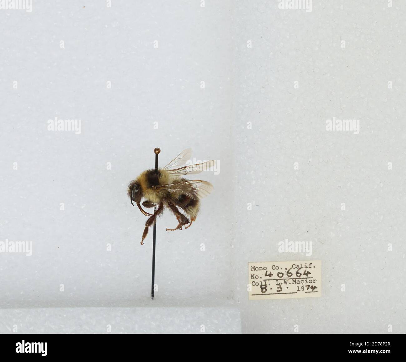 Mono, California, United States, Bombus (Cullumanobombus) rufocinctus ...