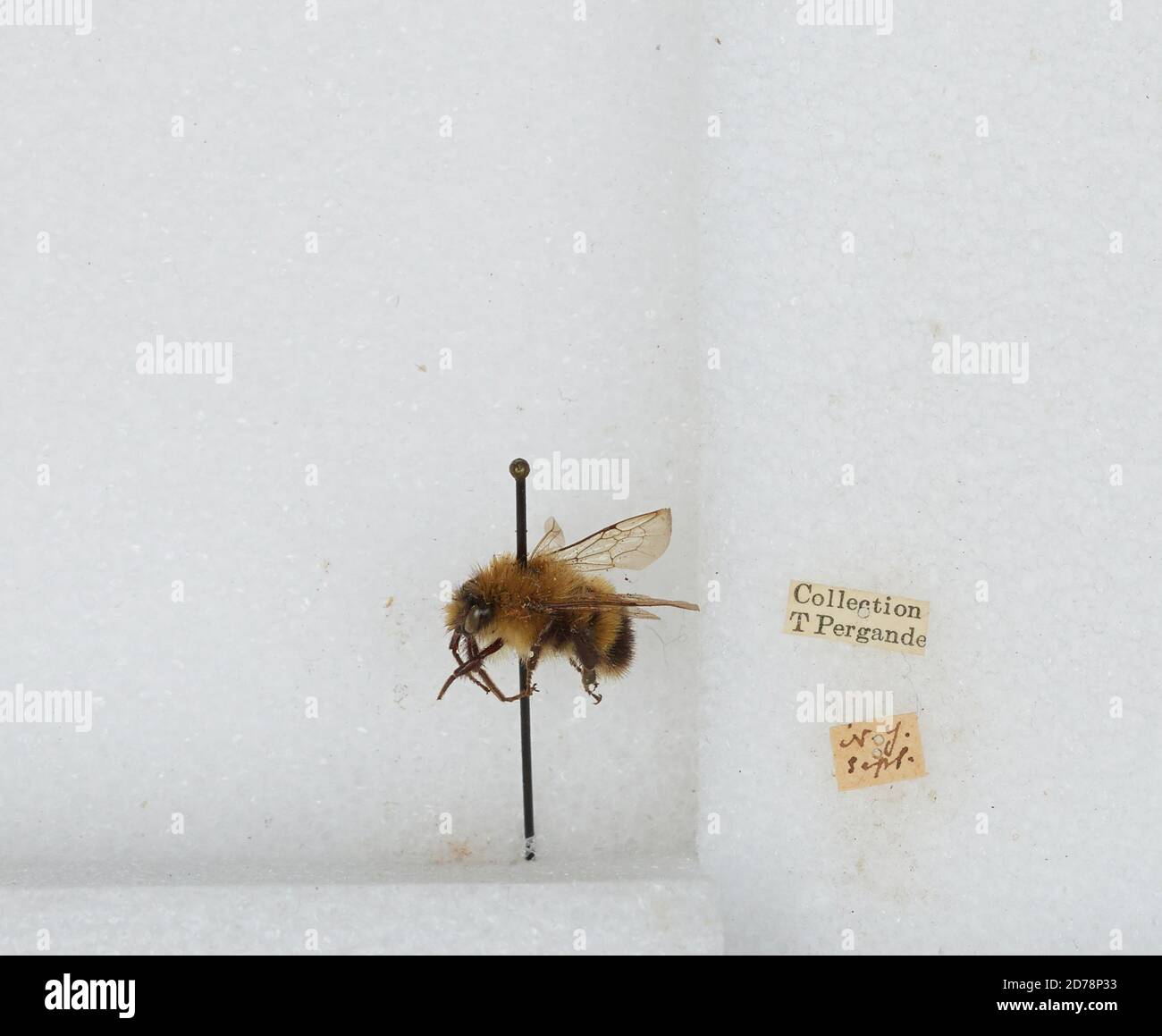 New York, United States, Bombus sp., Animalia, Arthropoda, Insecta ...