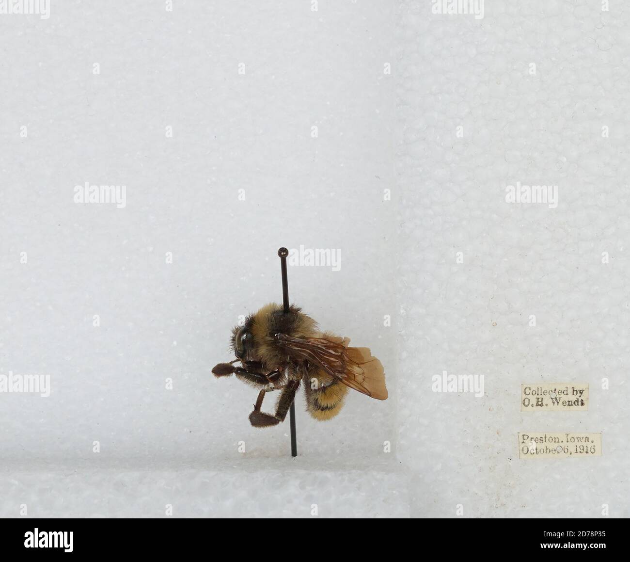 Preston, Jackson, Iowa, United States, Bombus sp., Animalia, Arthropoda ...