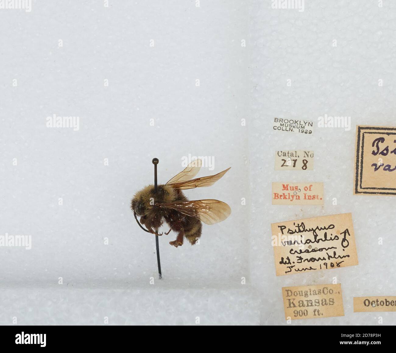 Douglas, Kansas, United States, Bombus (Psithyrus) variabilis (Cresson ...