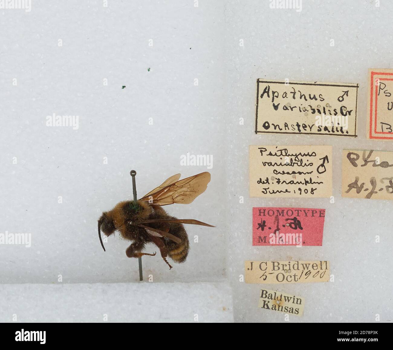 Baldwin, Douglas, Kansas, United States, Bombus (Psithyrus) variabilis ...