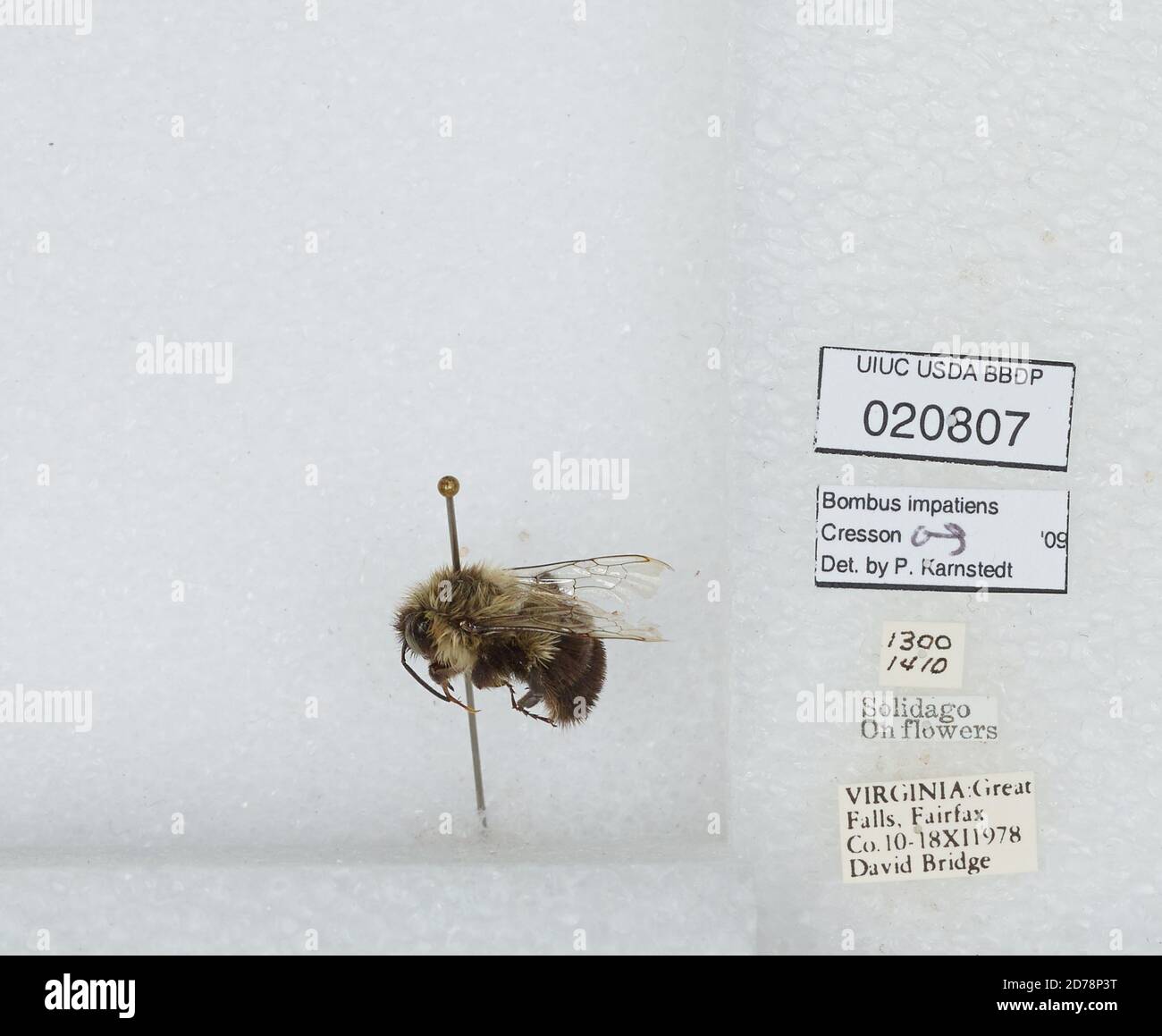 Great Falls, Fairfax, Virginia, United States, Bombus sp., Animalia ...