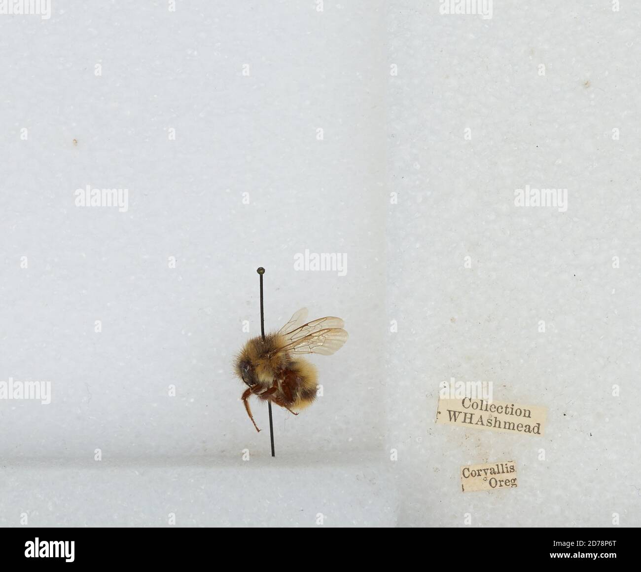 Corvallis, Benton, Oregon, United States, Bombus sp., Animalia ...