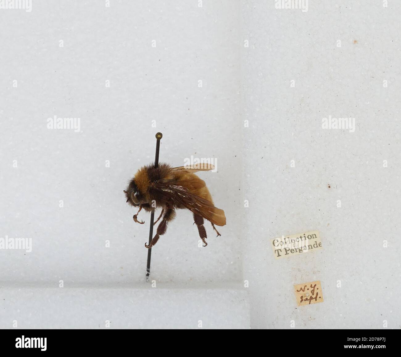New York, United States, Bombus sp., Animalia, Arthropoda, Insecta ...