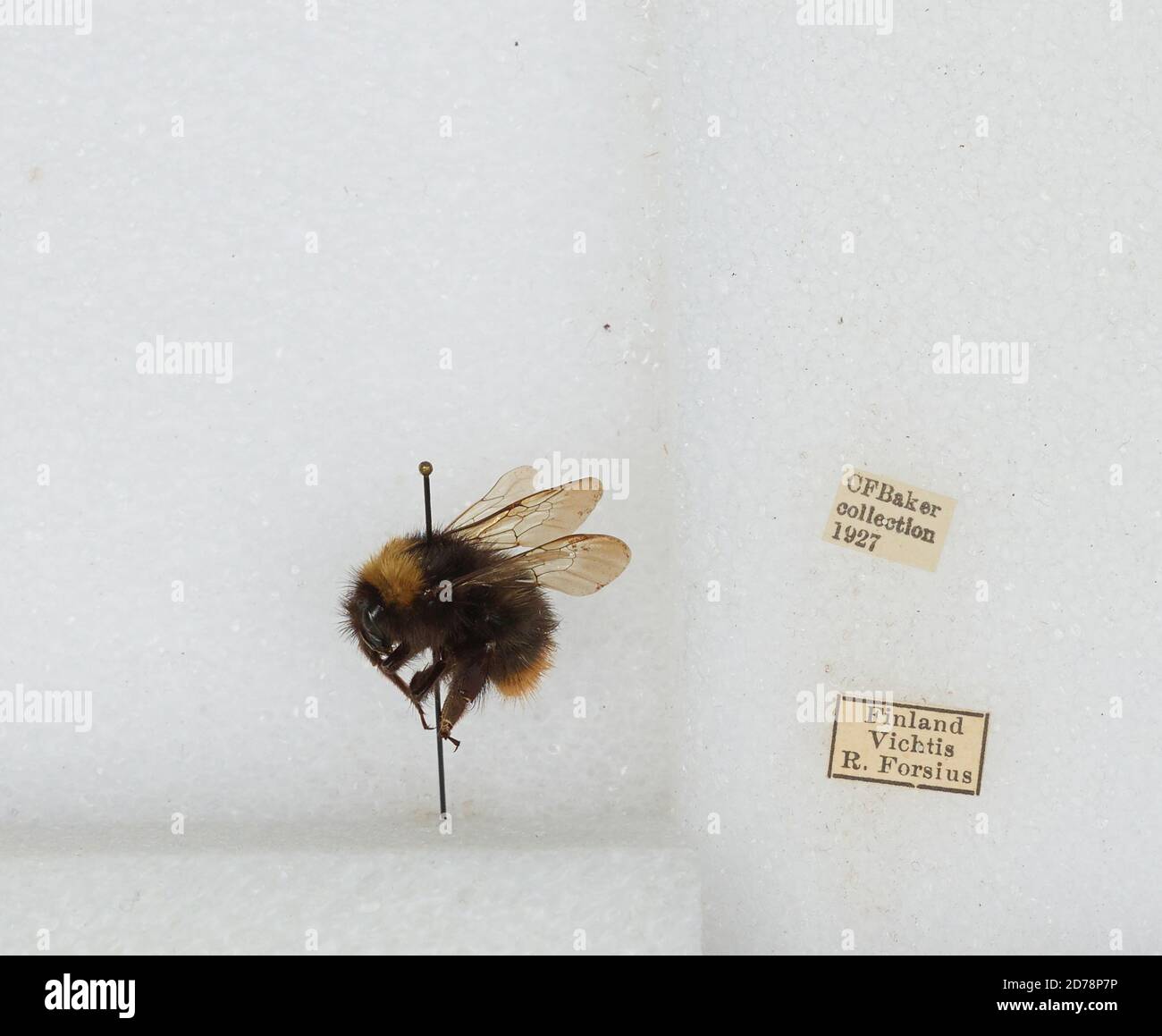 Vihti, Uusimaa, Finland, Bombus (Pyrobombus) pratorum borealis Alfken ...