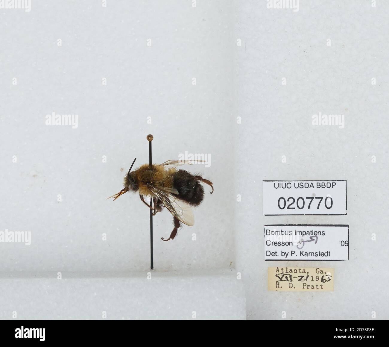 Atlanta, Fulton, Georgia, United States, Bombus sp., Animalia ...