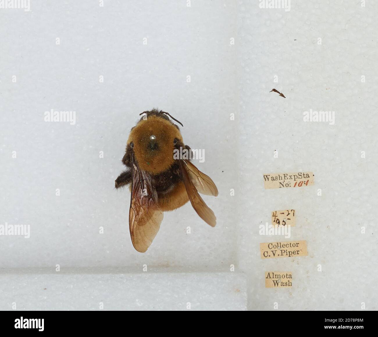 Almota, Whitman, Washington, United States, Bombus sp., Animalia ...