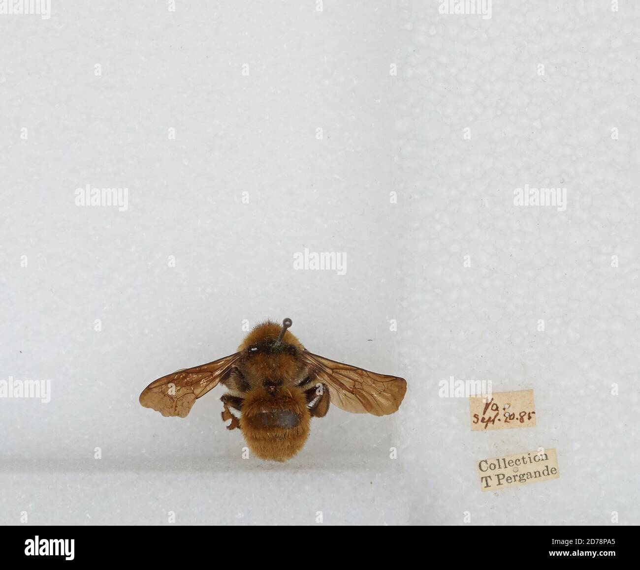 Virginia, United States, Bombus sp., Animalia, Arthropoda, Insecta ...