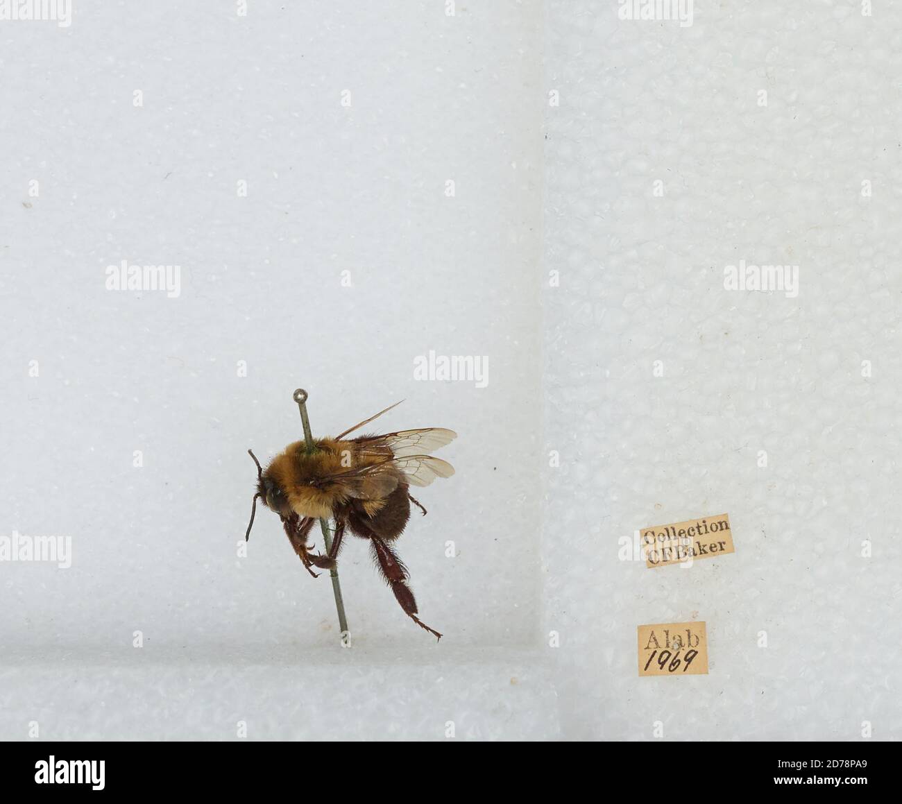 Alabama, United States, Bombus sp., Animalia, Arthropoda, Insecta ...