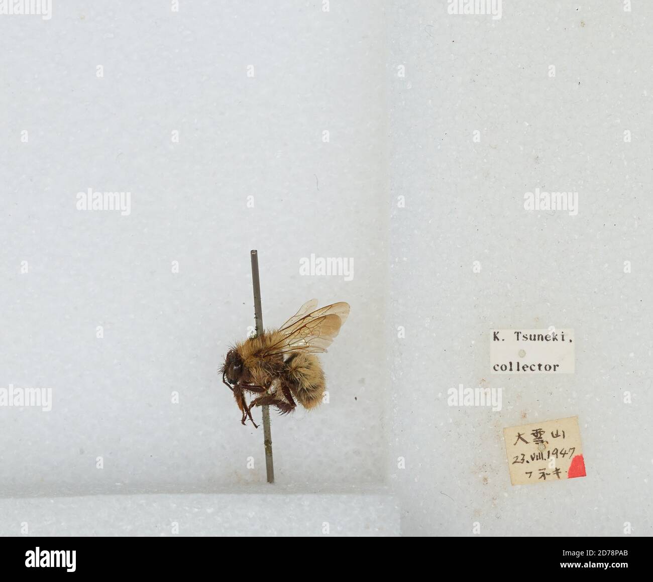 Daisetsuzan, Kamikawa, Hokkaido, Japan, Bombus sp., Animalia ...