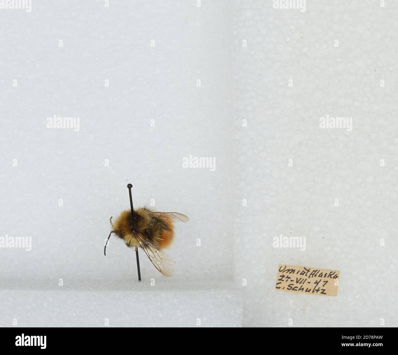 Umiat, North Slope, Alaska, United States, Bombus (Pyrobombus ...
