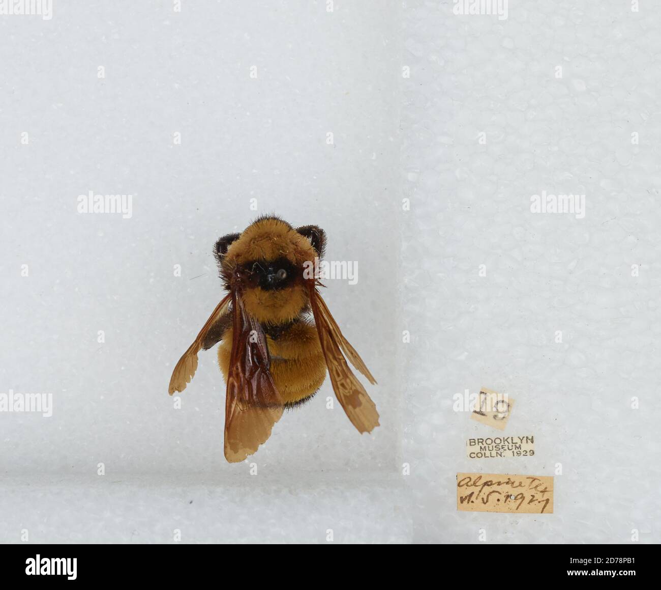 Alpine, Brewster, Texas, United States, Bombus (Fervidobombus) sonorus ...