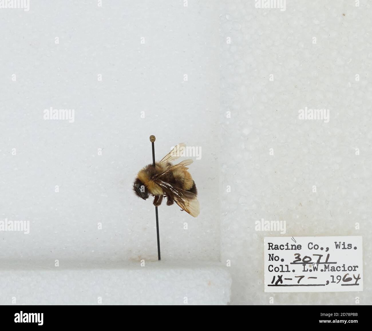 Racine, Wisconsin, United States, Bombus (Bombus) affinis Cresson ...
