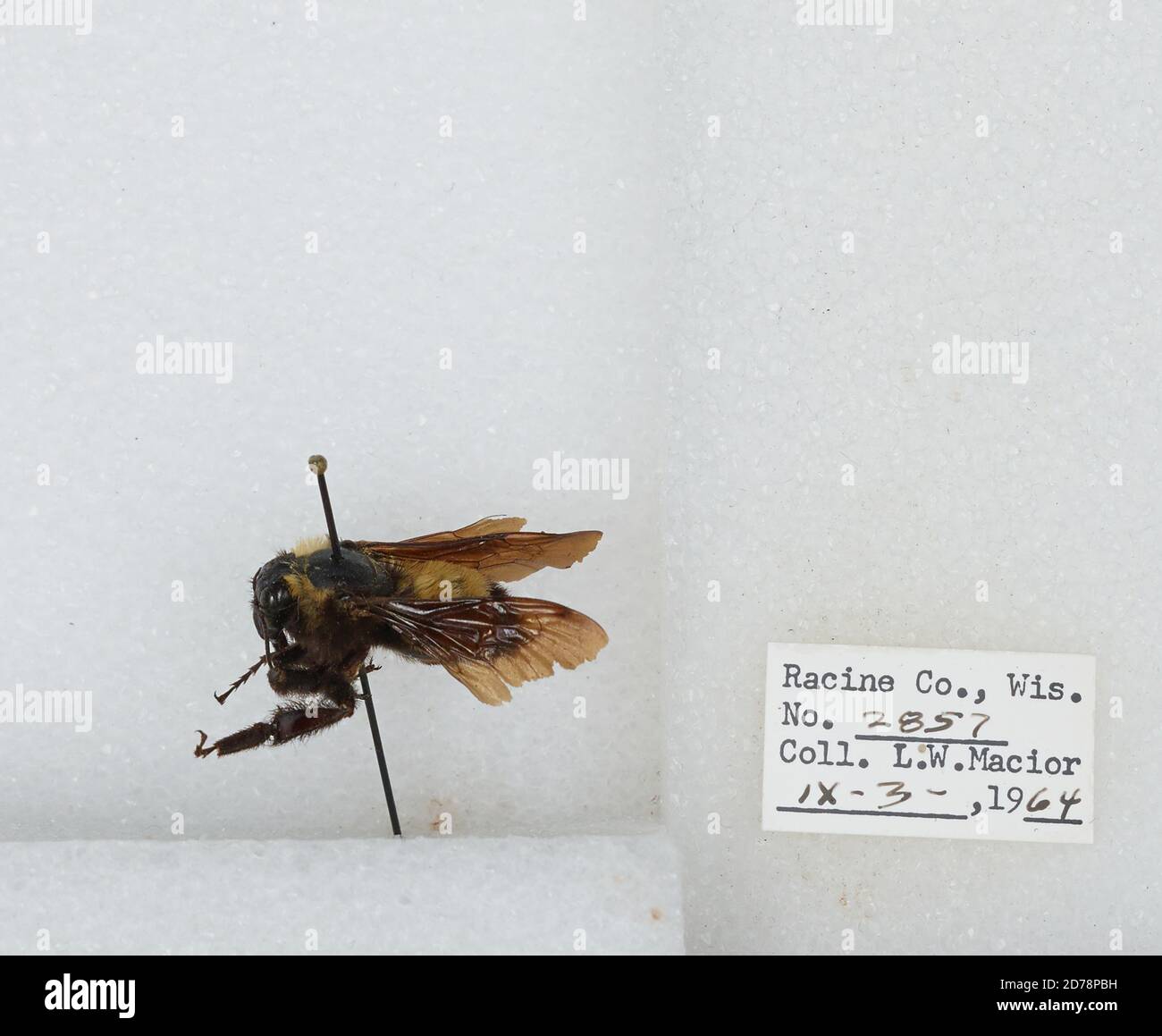 Racine, Wisconsin, United States, Bombus (Fervidobombus) pensylvanicus ...