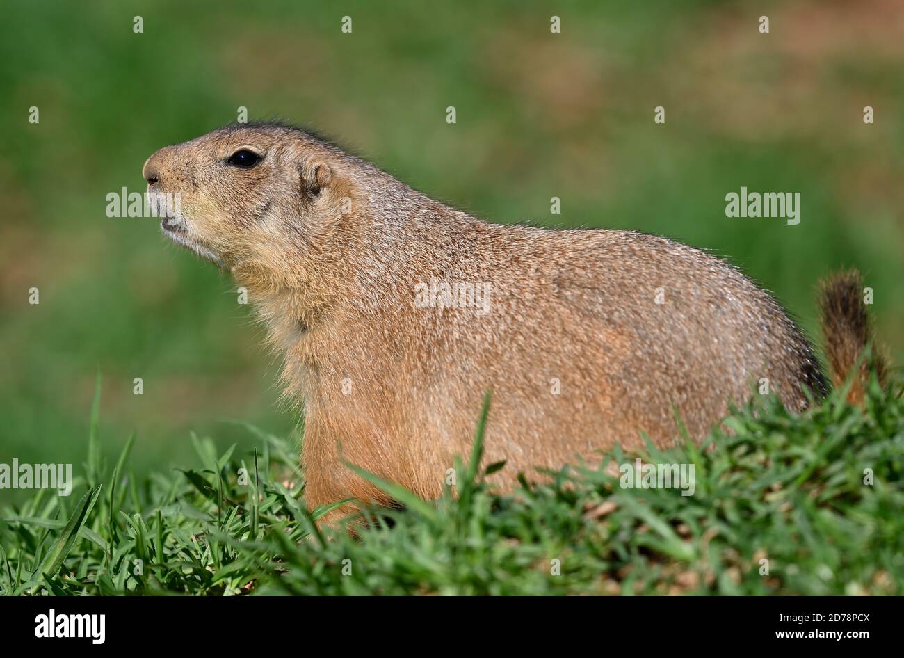 American prairie dog hi-res stock photography and images - Alamy
