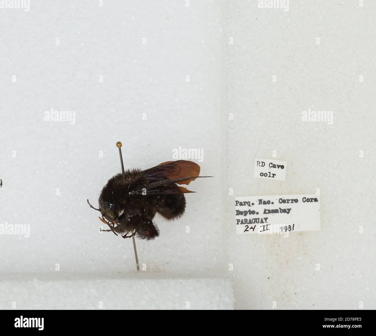 Parque Nacional Cerro Corá, Amambay, Paraguay, Bombus sp., Animalia ...